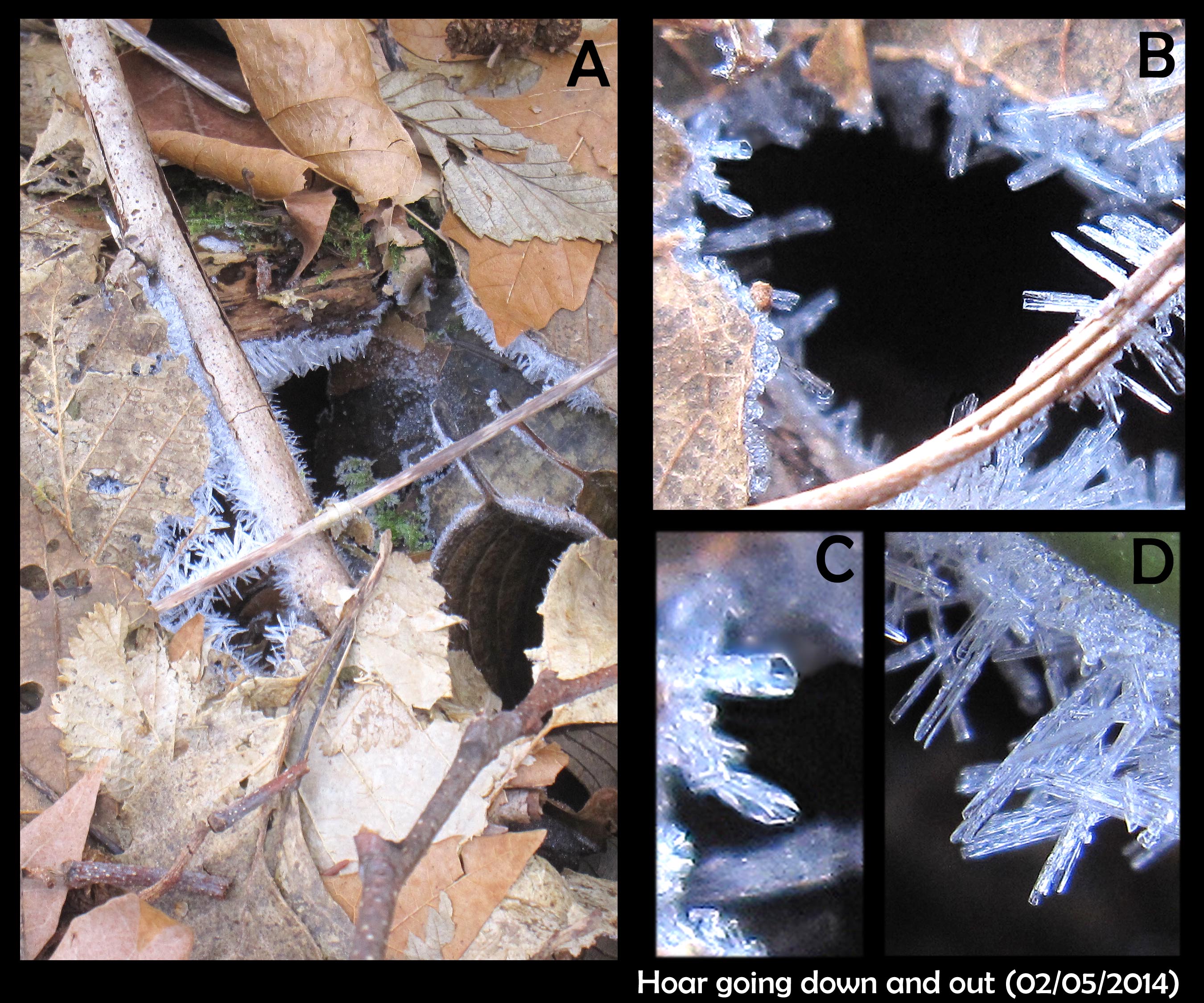 Hoar that grows down and out