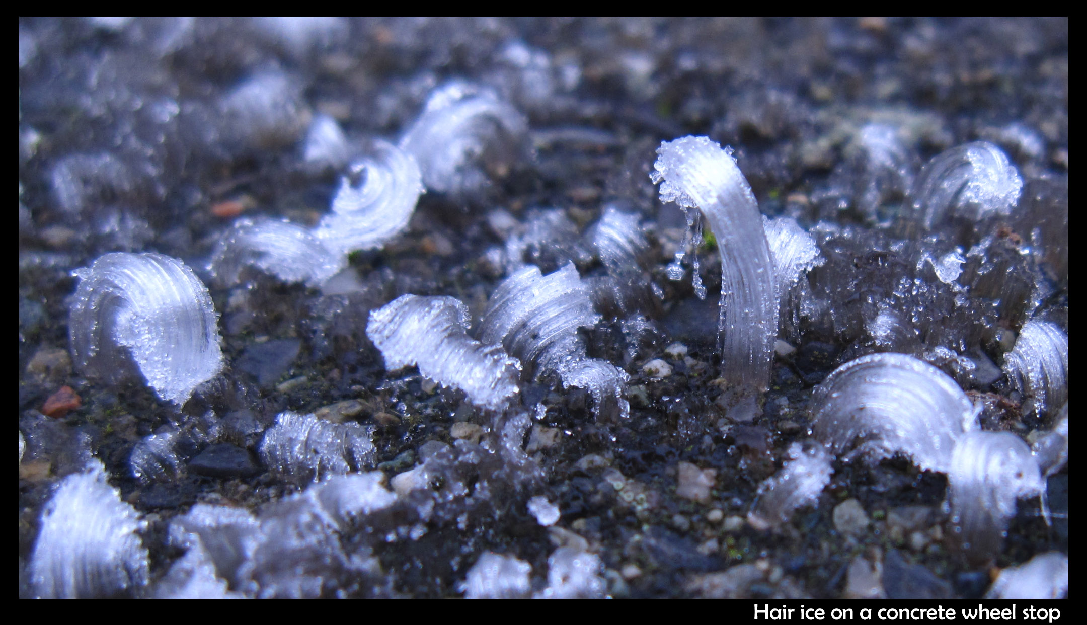 Hair Ice on Wood and Pavement