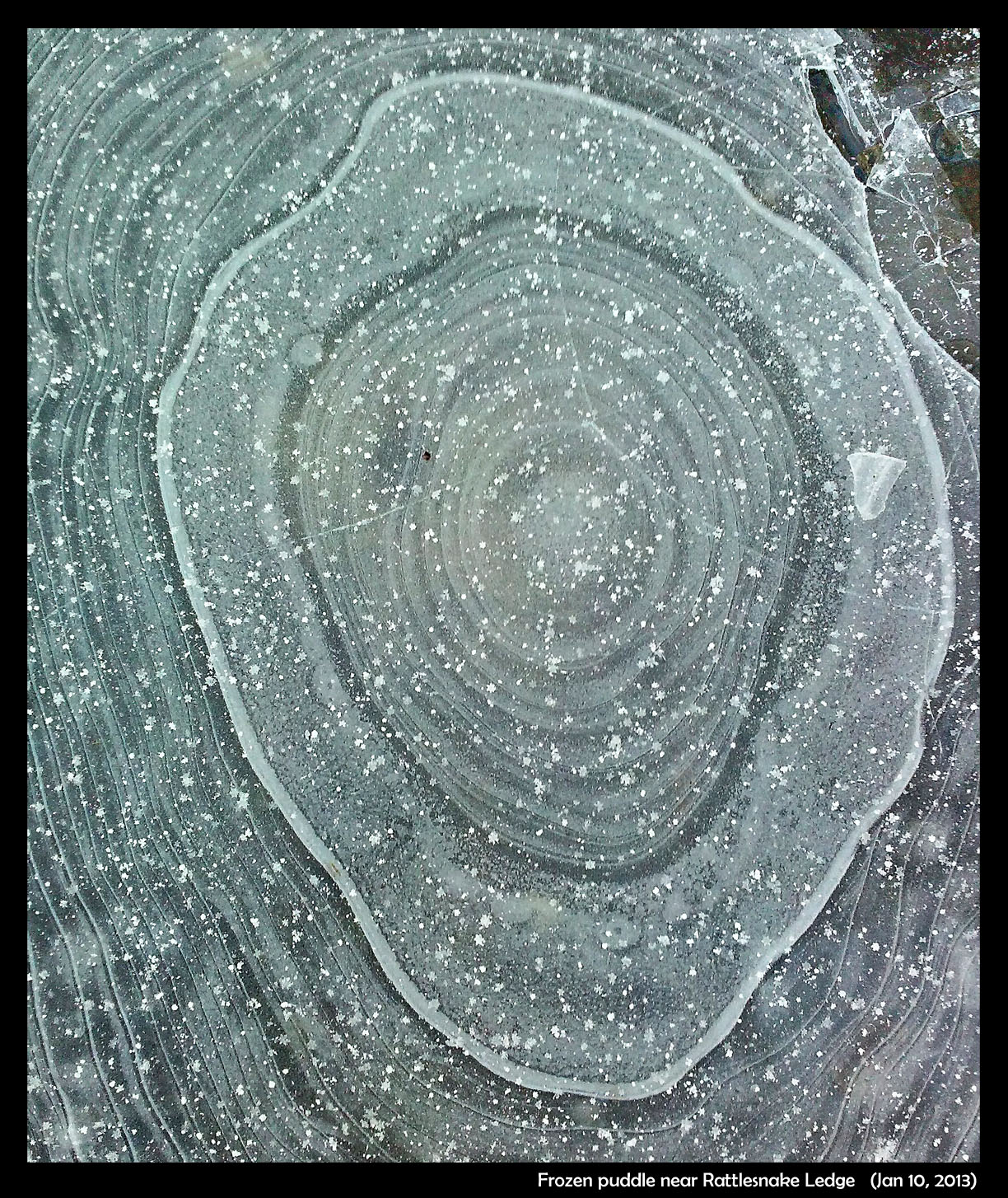 What makes the thick curvy lines in frozen puddles?