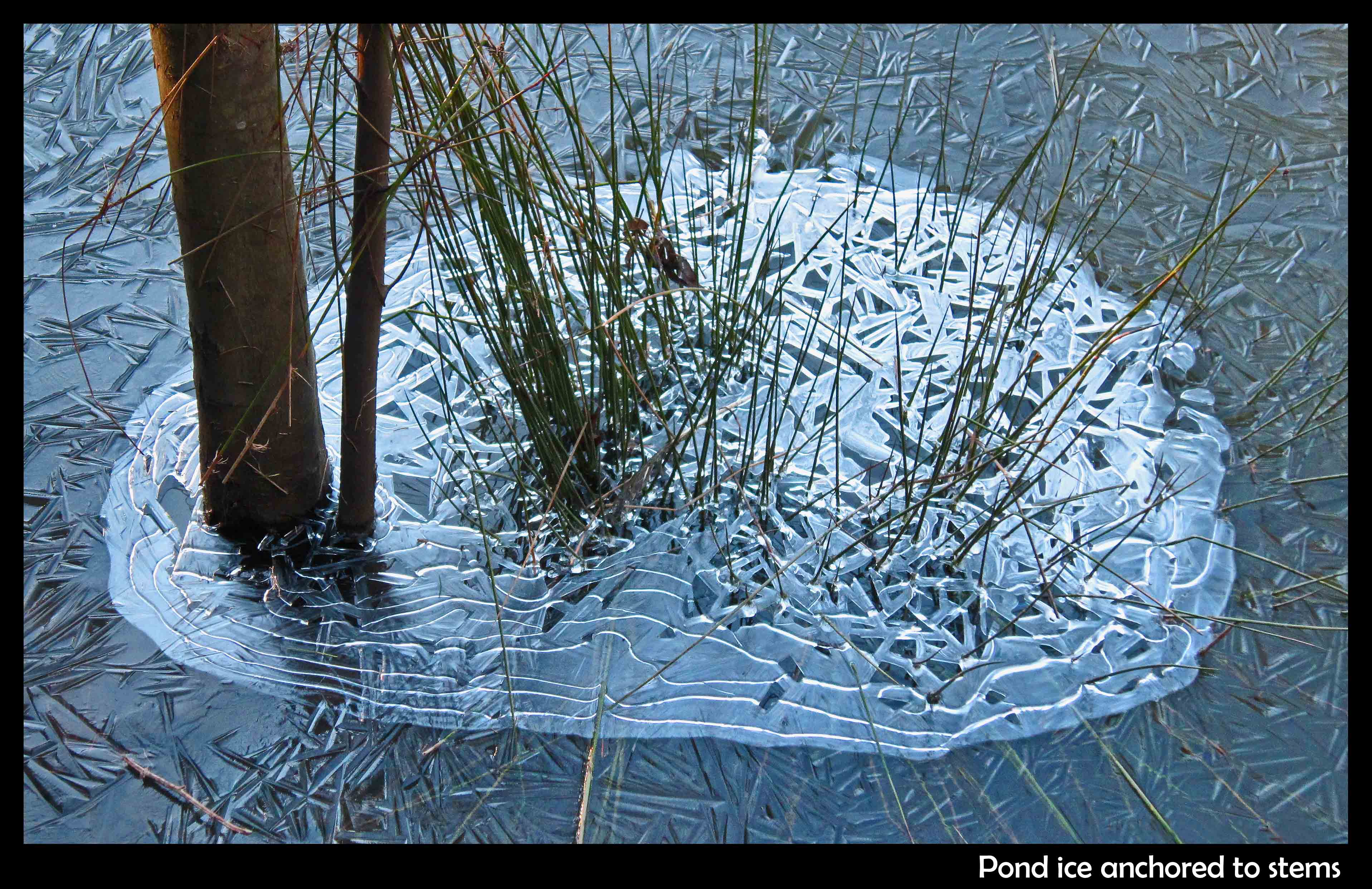 What makes the thick curvy lines in frozen puddles?