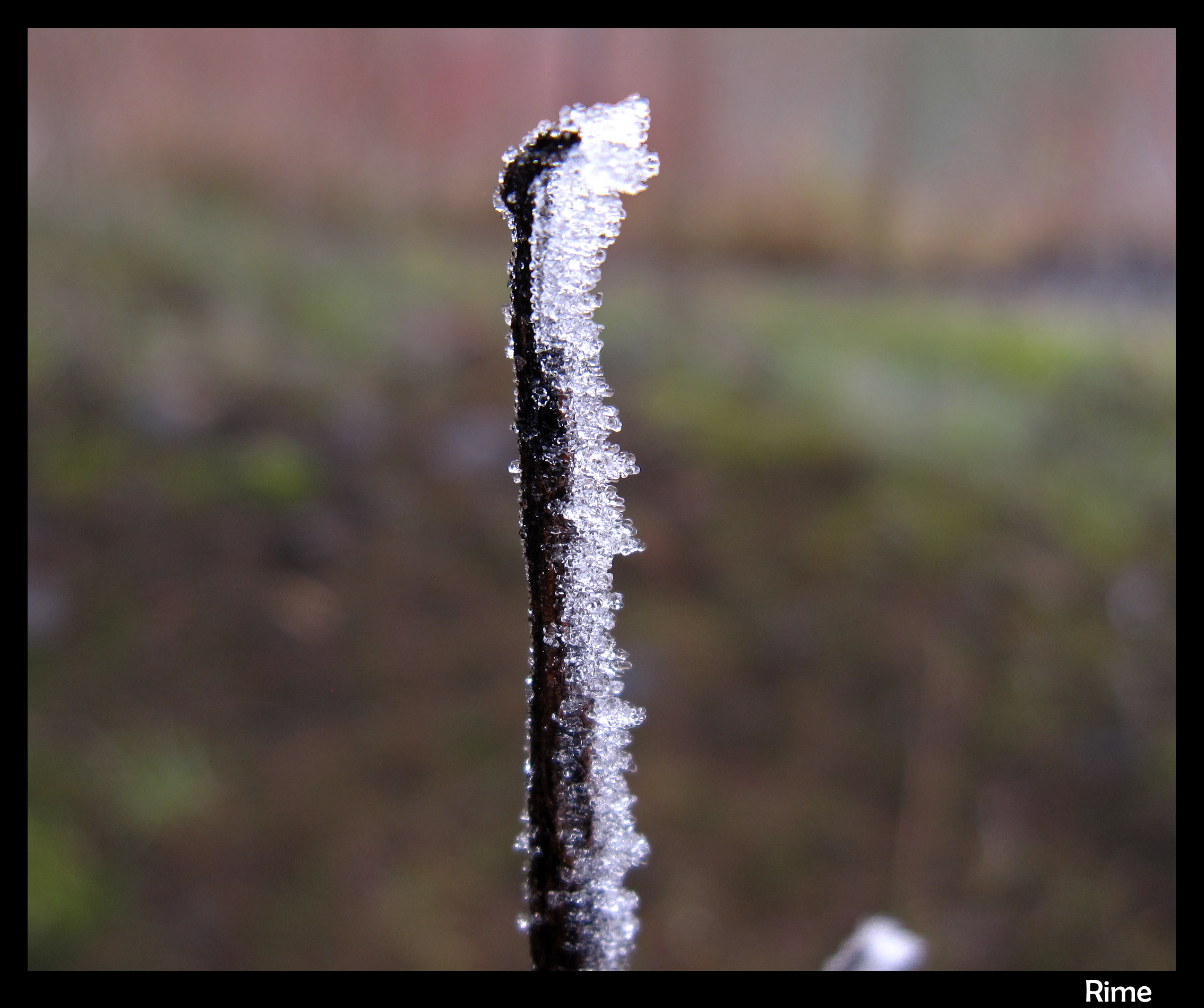 Rime, freezing fog, and crystalline spider webs