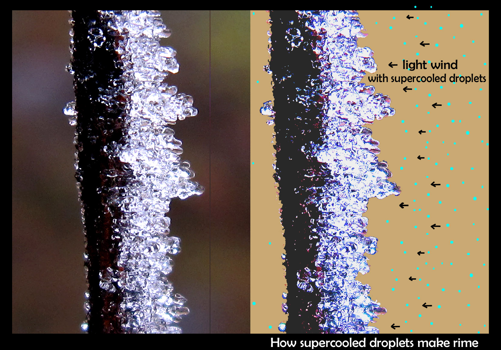 Rime, freezing fog, and crystalline spider webs