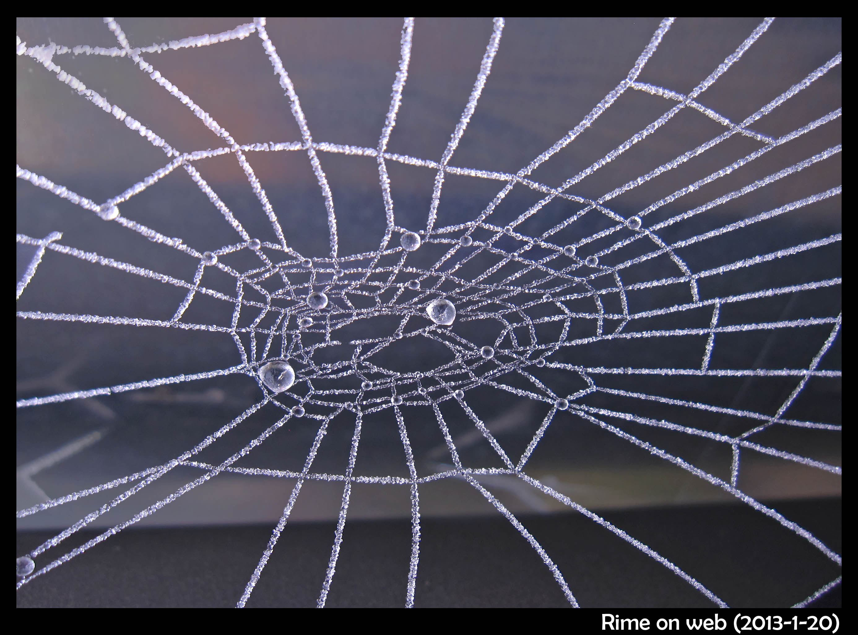 Giant Spider Web Frozen