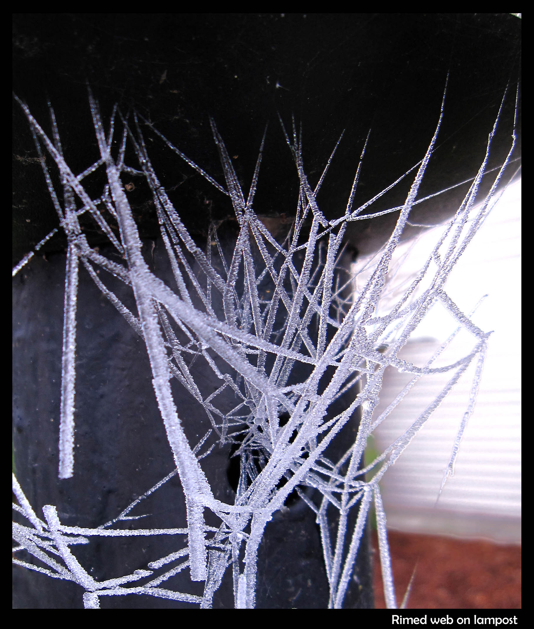 Rime, freezing fog, and crystalline spider webs