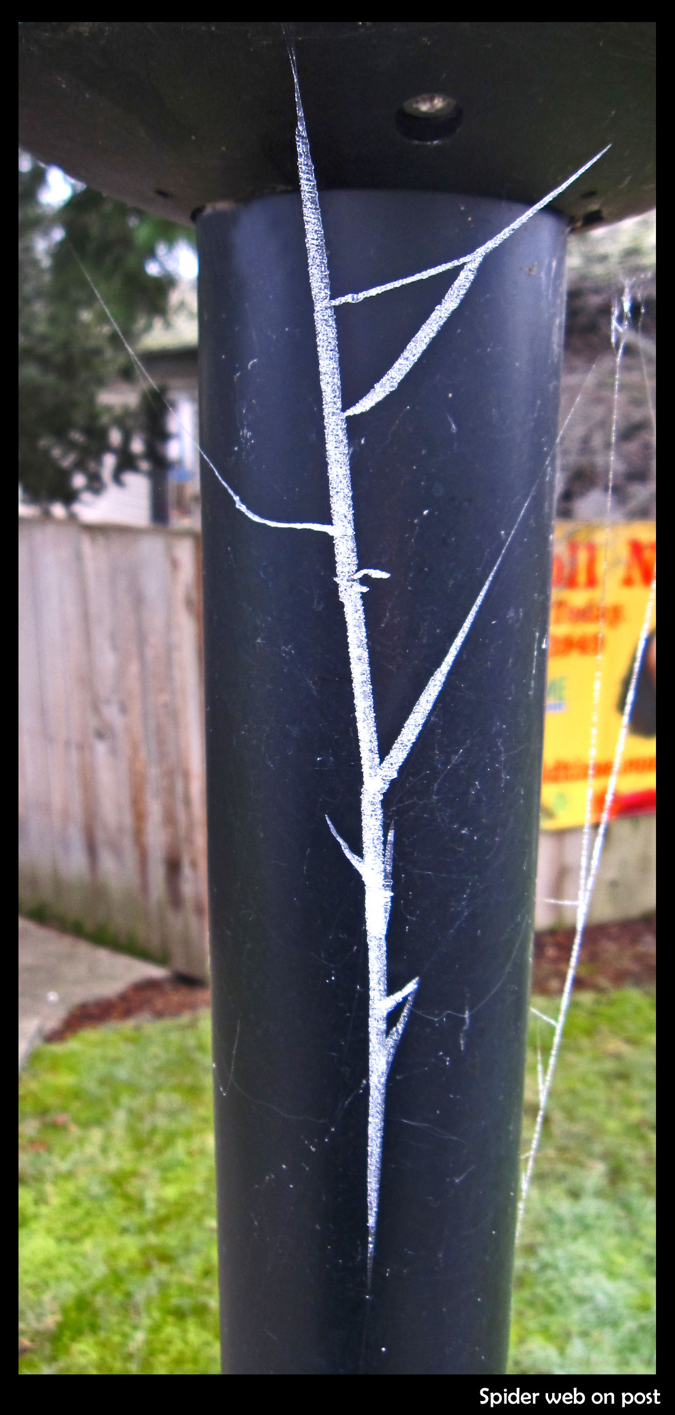 Rime, freezing fog, and crystalline spider webs