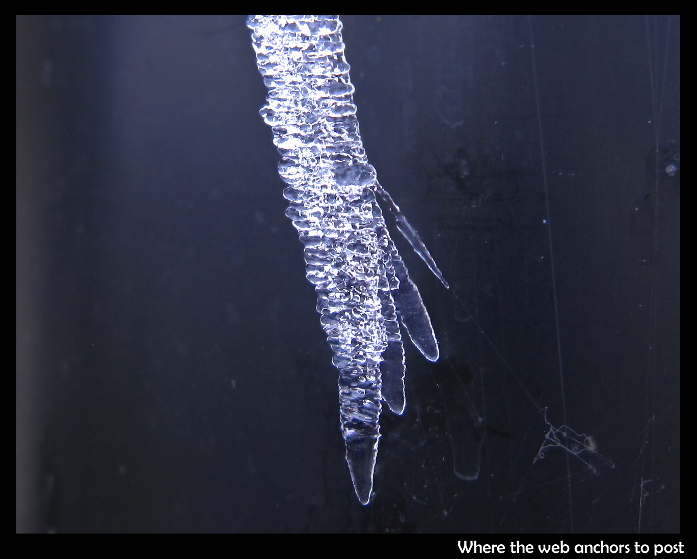 Rime, freezing fog, and crystalline spider webs